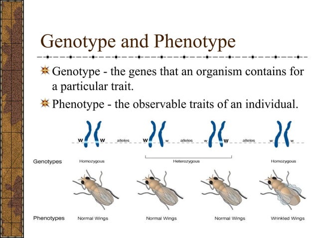 Interesting Facts about Genetics | PPT