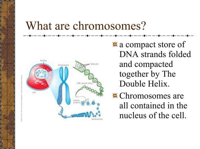Interesting Facts about Genetics | PPT