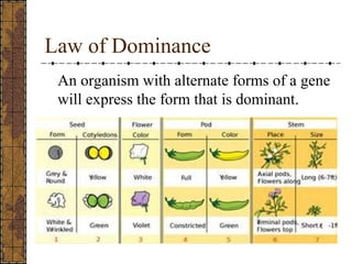 Interesting Facts about Genetics | PPT
