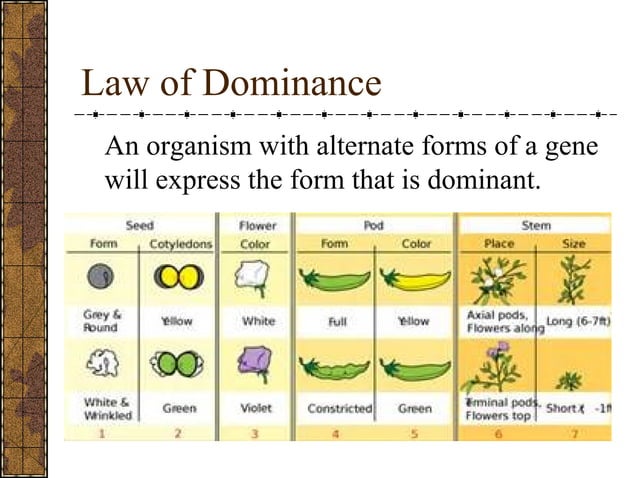 Interesting Facts about Genetics | PPT