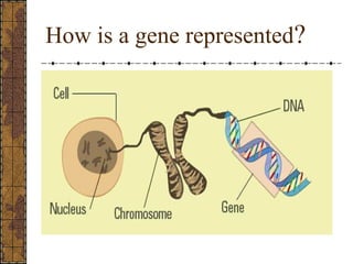 Interesting Facts about Genetics | PPT