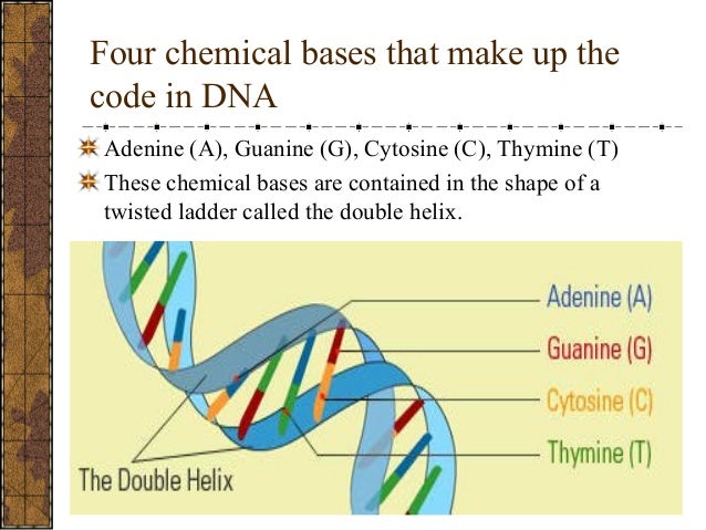 Interesting Facts about Genetics