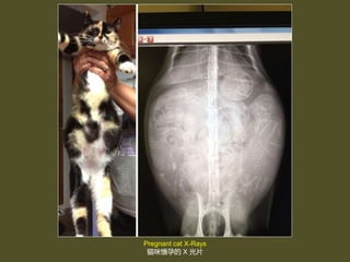 Interesting X-Rays (有趣的 X 光片).ppsx