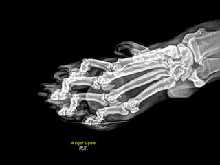 Interesting X-Rays (有趣的 X 光片).ppsx