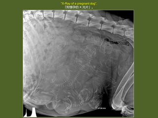Interesting X-Rays (有趣的 X 光片).ppsx