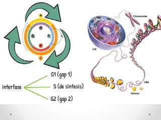 interfase-biología. ciclo celular . division | PPTX