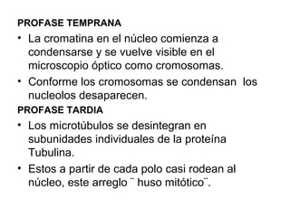 Interfase mitosis | PPT