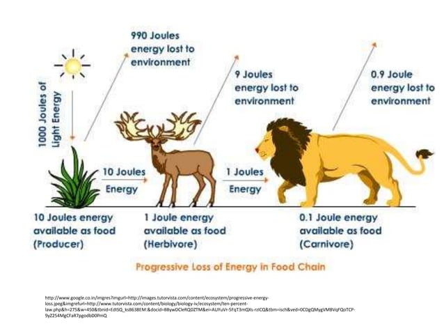 Interference between physics and biology | PPTX
