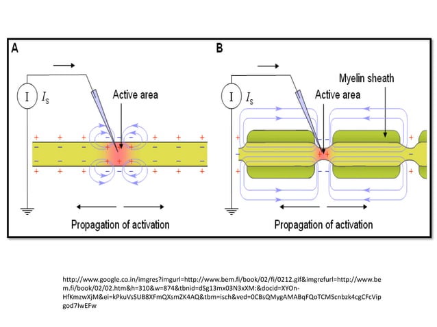 Interference between physics and biology | PPTX
