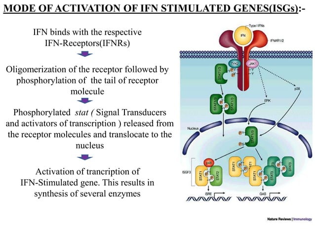 Interferon | PPTX | Genetics | Science