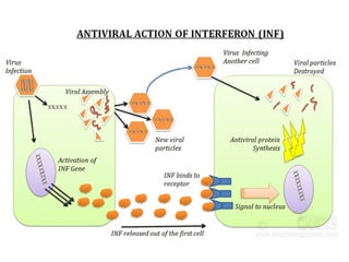 Interferon | PPT | Infectious Diseases | Diseases and Conditions