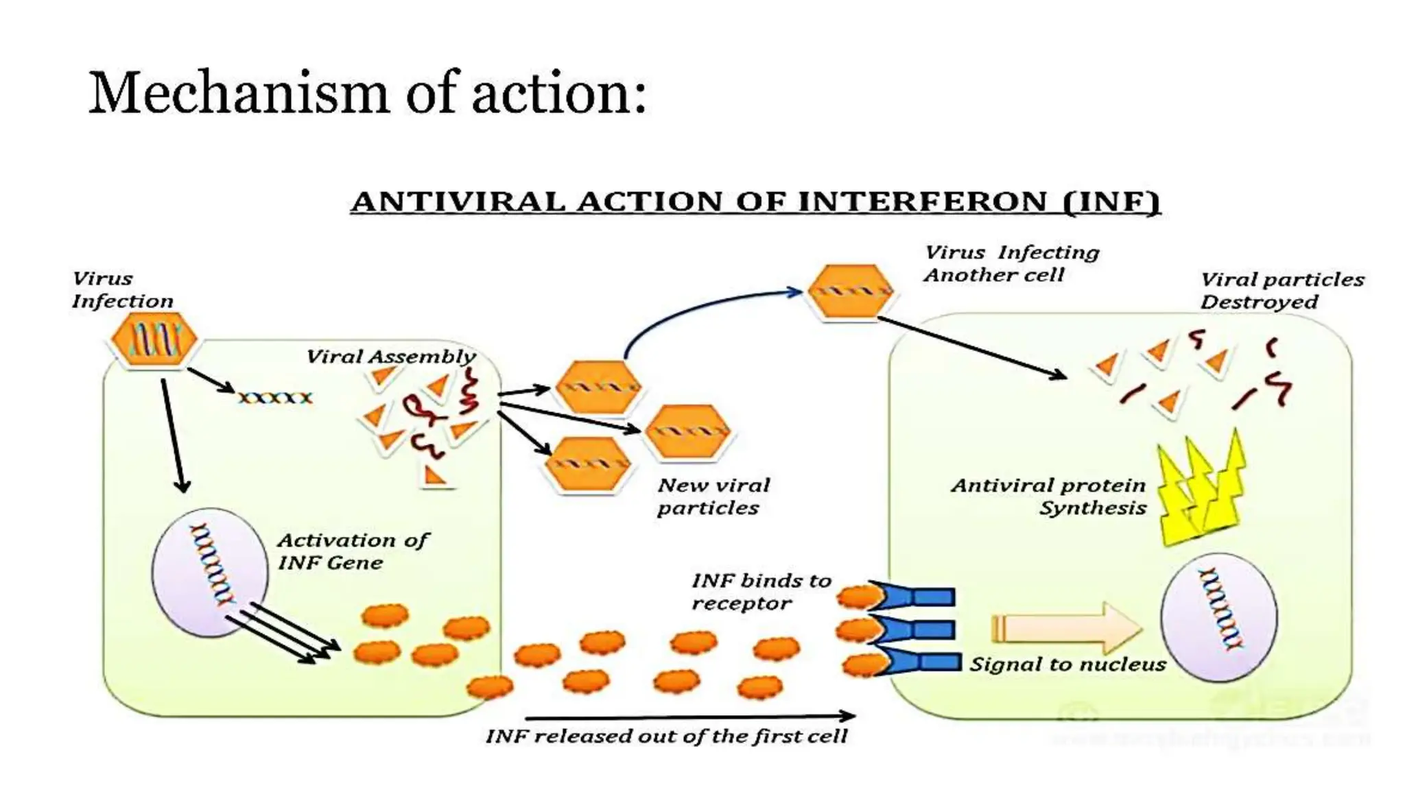 Interferon & Hepatitis-B vaccine production.pptx