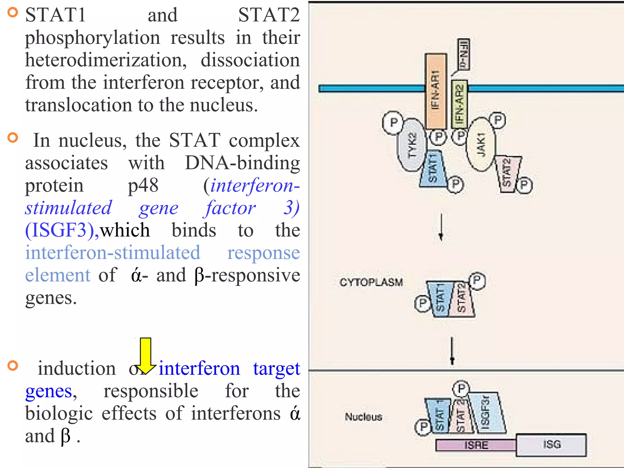 Interferons dr. varun | PPT
