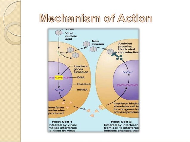 A very Short Introduction about Interferons