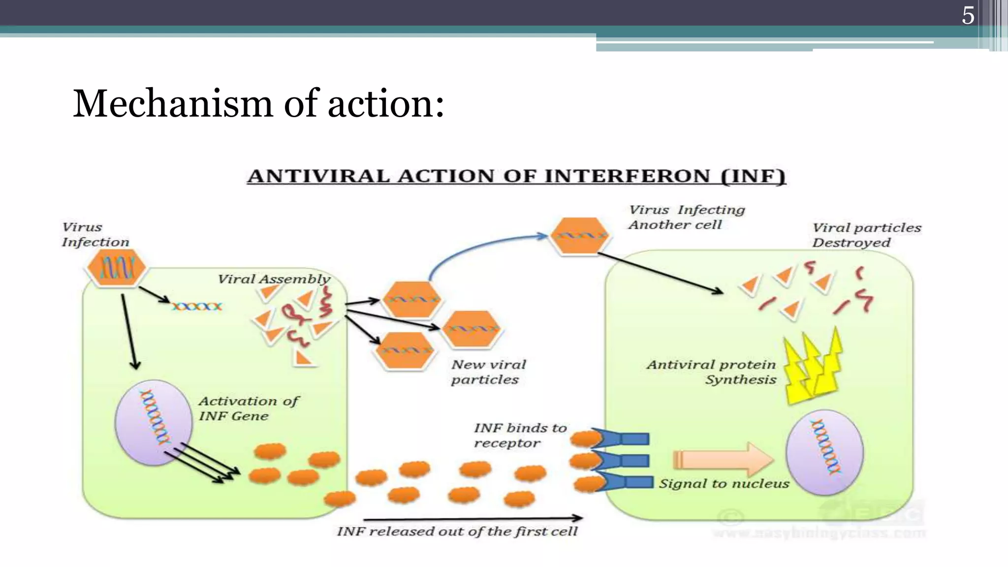 Interferons | PPTX
