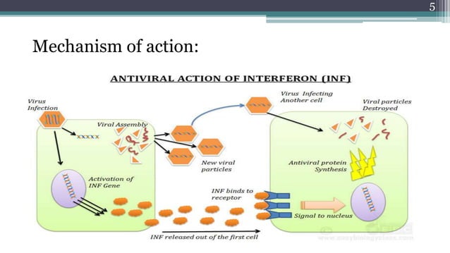 Interferons | PPTX