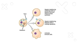 INTERFERONS1-1.pdf basic knowledge of interferons | PPT