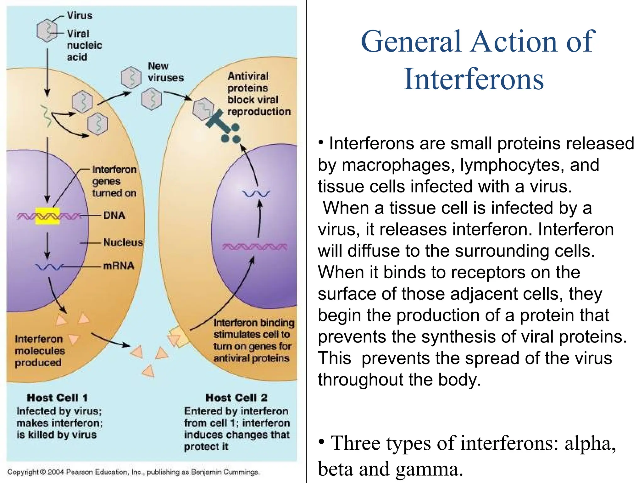 Interferons, types, actions and interferon drugs.ppt