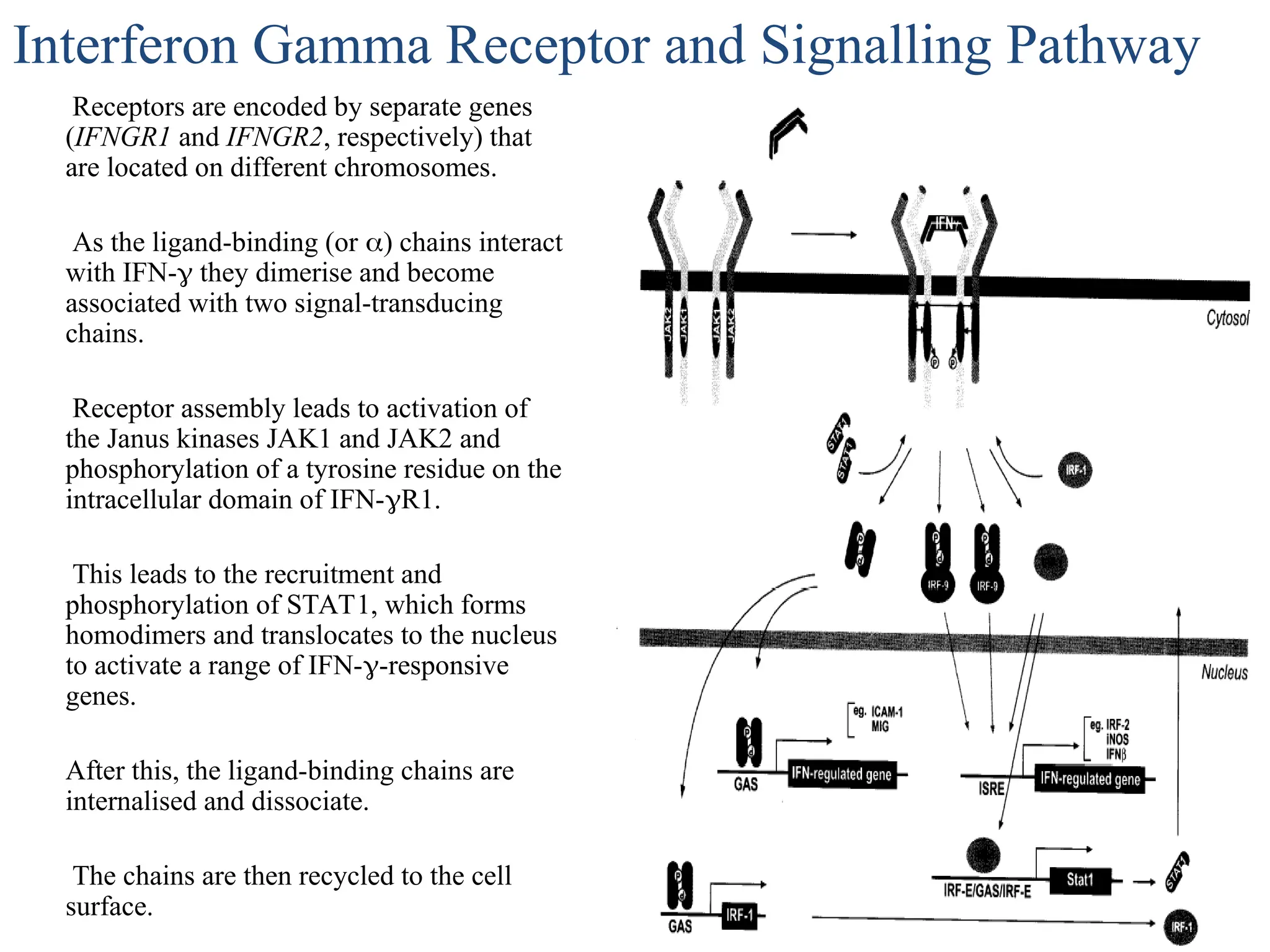 Interferons, types, actions and interferon drugs.ppt