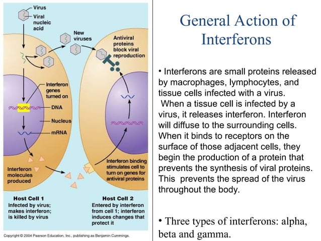 Interferons, types, actions and interferon drugs.ppt