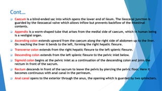 INTERGRATED RESPONSE TO A MEAN vi. COLONIC PHASE | PPT