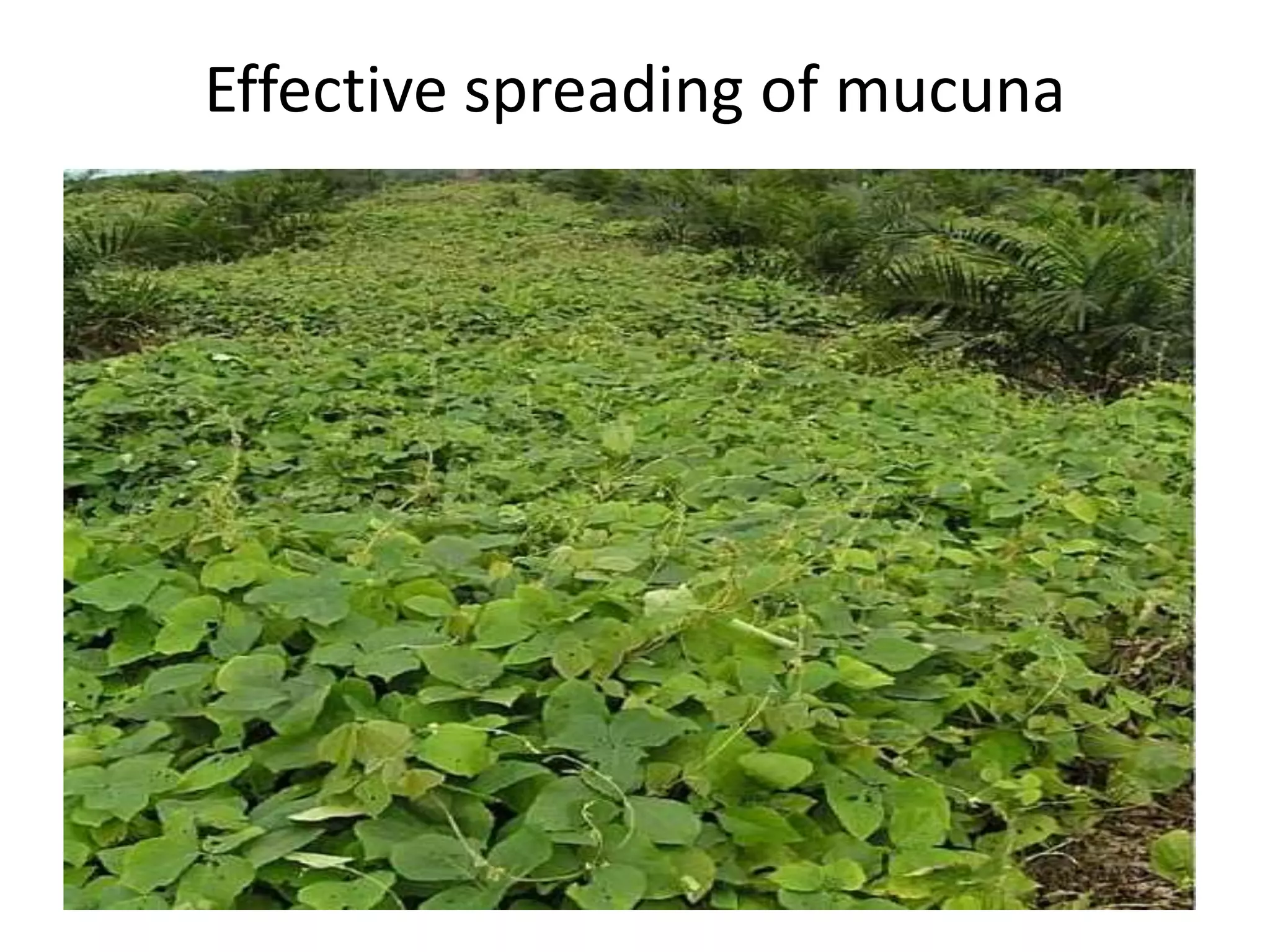 Intergrating mucuna bracteata in banana mono cropping system | PPTX ...