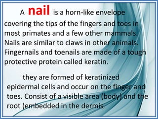 Intergumentary System.pptx | Nail Care | Beauty