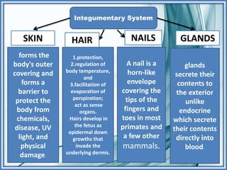 Intergumentary System.pptx