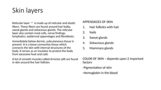 INTERGUMENTARY SYSTEM (skin) in Physiology | PPTX