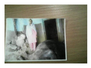 Interim cattle insurance | PPT | Pet Insurance | Insurance