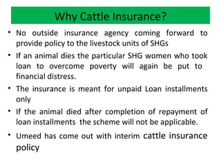 Interim cattle insurance | PPT | Pet Insurance | Insurance