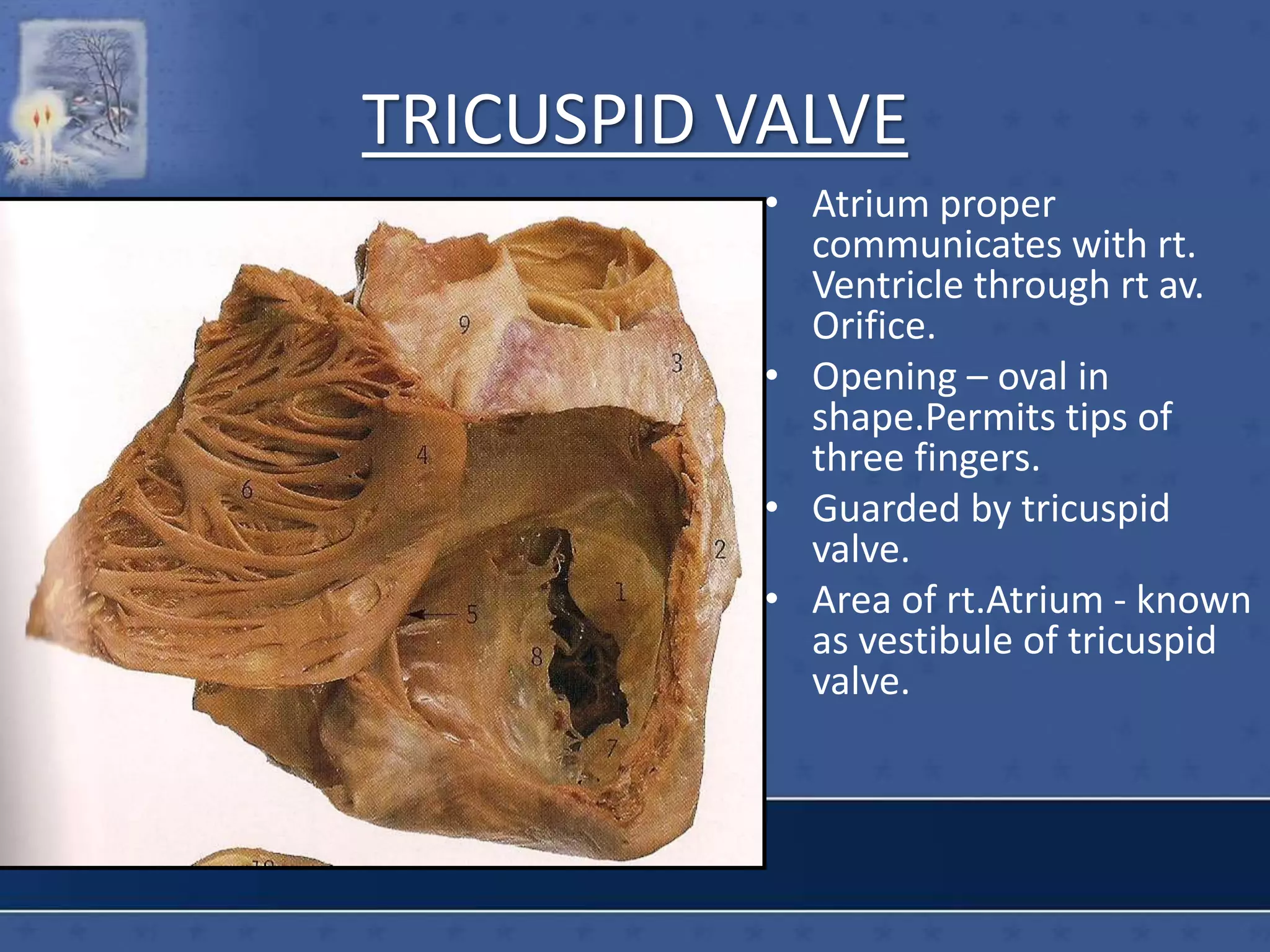 INTERIOR OF HEART.ppt