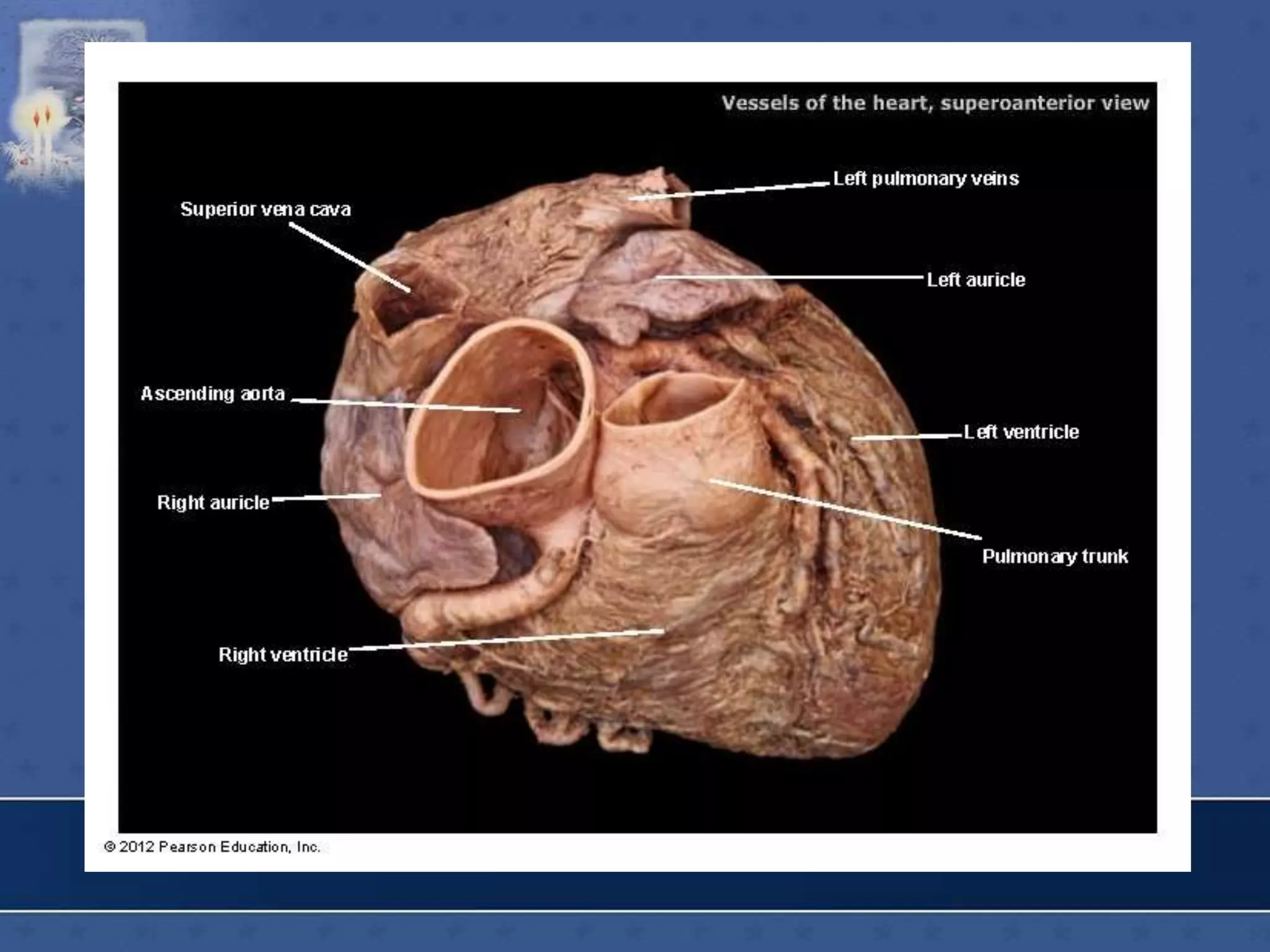 INTERIOR OF HEART.ppt