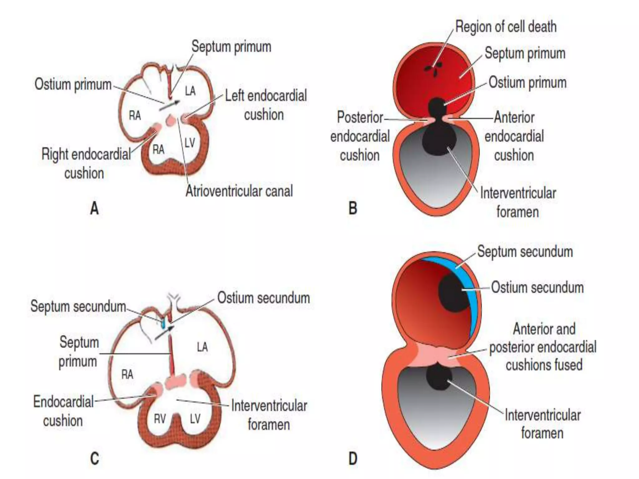 Interior of right atrium | PPTX