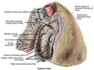 Interior of right atrium | PPTX