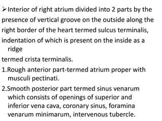 Interior of right atrium | PPTX