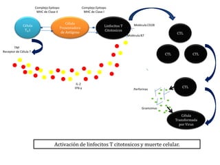 Interleucinas | PPTX