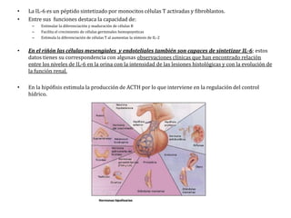 Interleucinas | PPTX