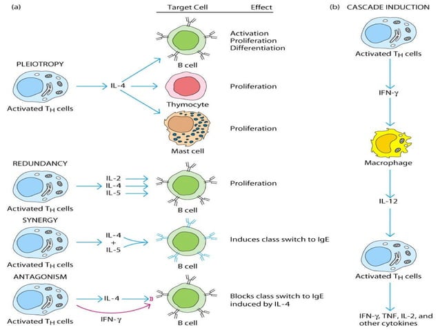 Interleukins | PPT | Genetics | Science
