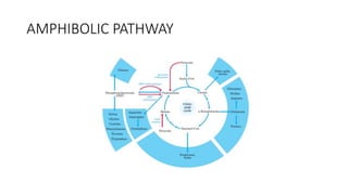 Intermediary metabolism BIOCHEMISTRY REVISION NOTES | PDF
