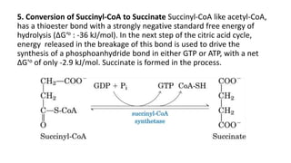 Citric acid cycle/ TCA cycle/ Kreb's cycle | PPT