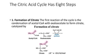 Citric acid cycle/ TCA cycle/ Kreb's cycle | PPT