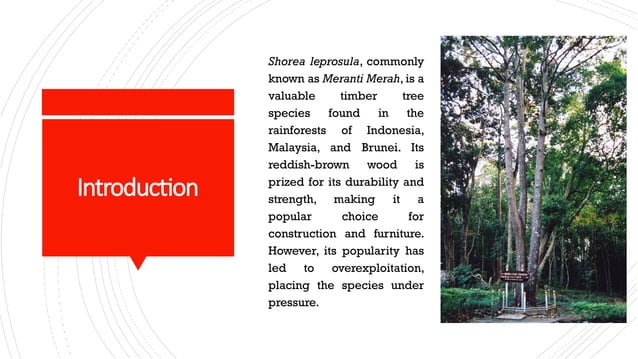 Intermediate - Meranti Merah (Shorea leprosula).pptx