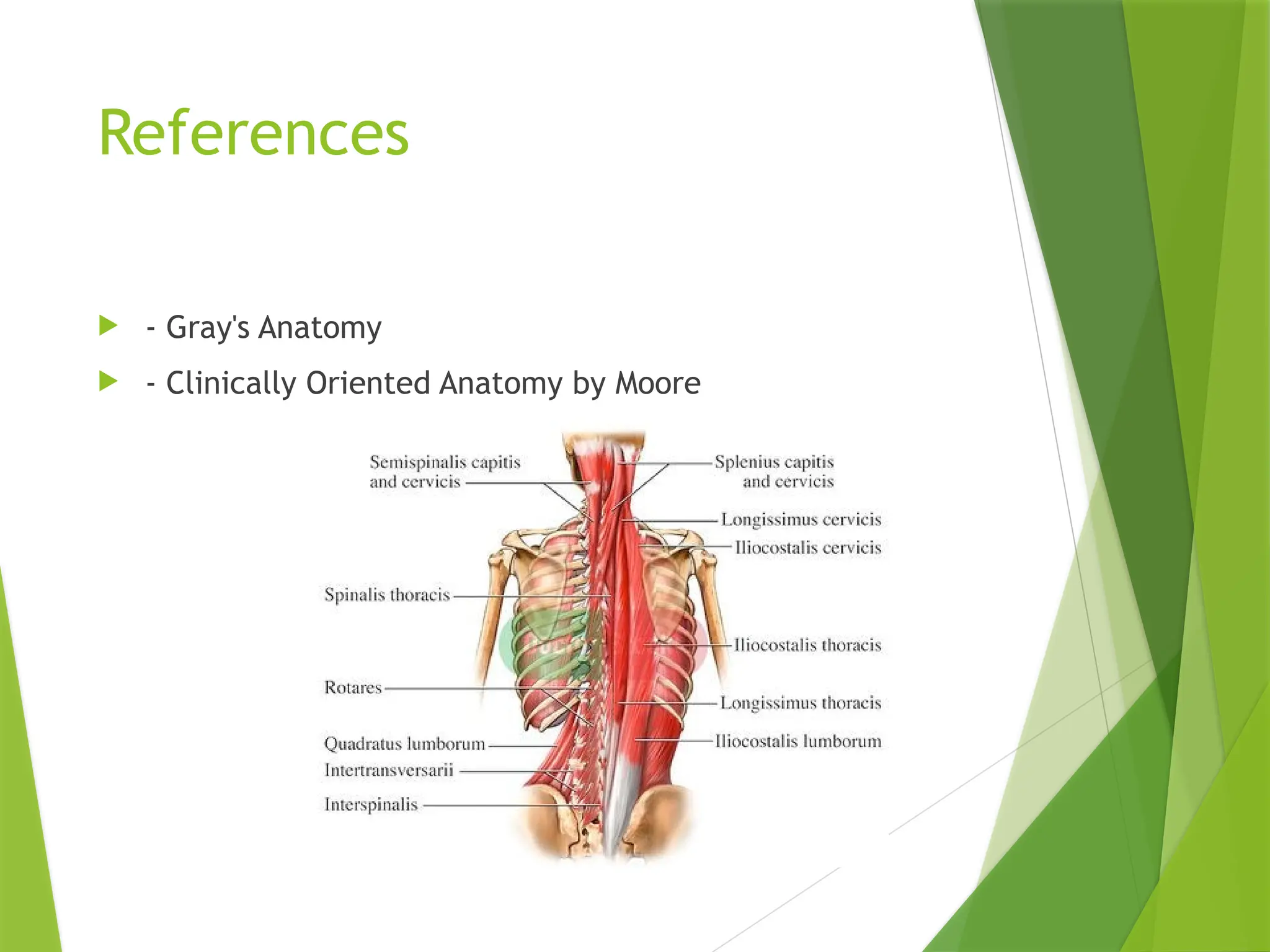 Intermediate_and_Deep_Back_Muscles_Presentation[1].pptx