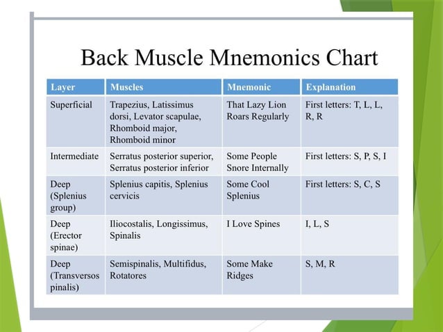 Intermediate_and_Deep_Back_Muscles_Presentation[1].pptx