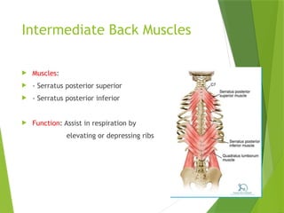 Intermediate_and_Deep_Back_Muscles_Presentation[1].pptx