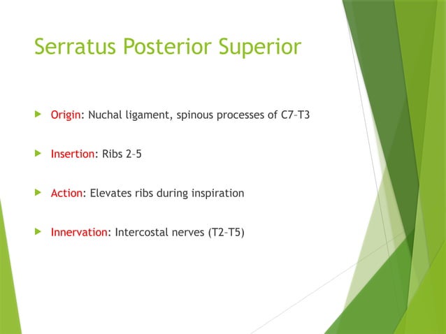Intermediate_and_Deep_Back_Muscles_Presentation[1].pptx