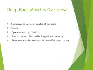 Intermediate_and_Deep_Back_Muscles_Presentation[1].pptx