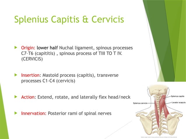 Intermediate_and_Deep_Back_Muscles_Presentation[1].pptx