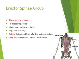 Intermediate_and_Deep_Back_Muscles_Presentation[1].pptx